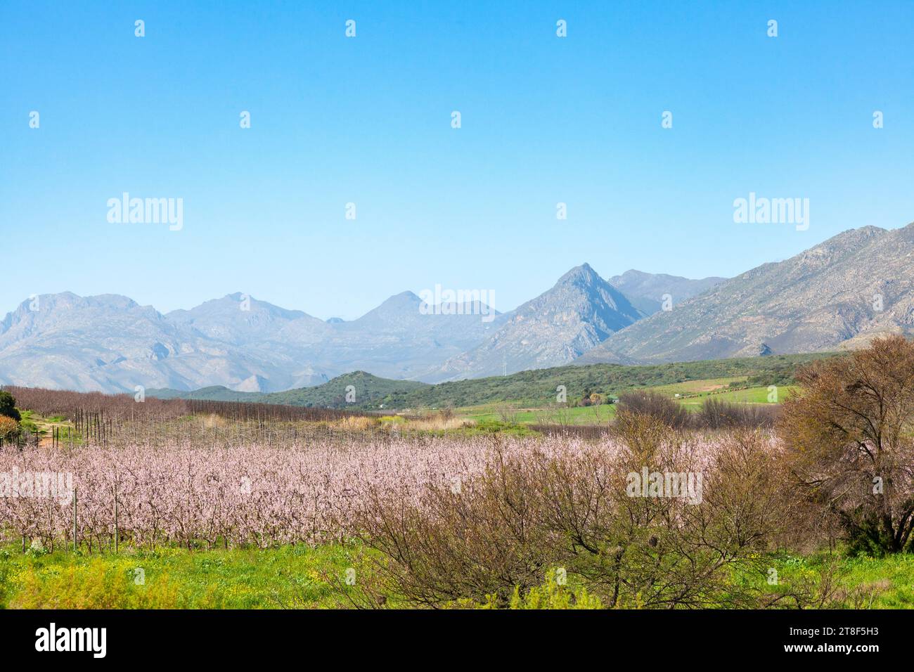 Fruit orchards on the R62 between Montagu and Barrydale in the Little ...