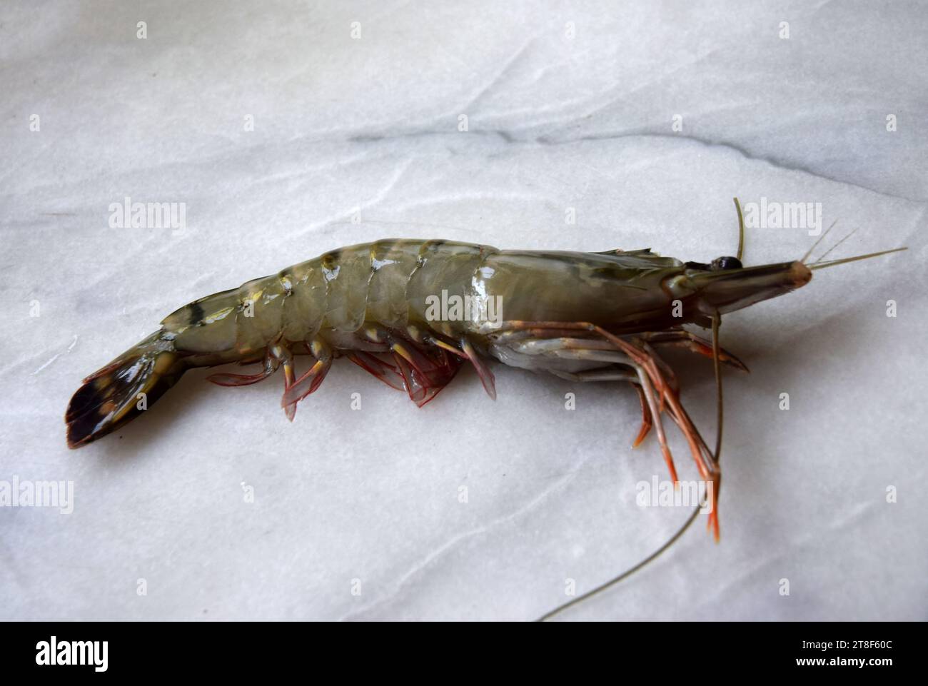 black tiger prawns Stock Photo - Alamy