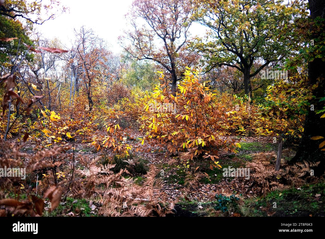 west blean & thornden woods nature reserve,kent,uk Stock Photo - Alamy
