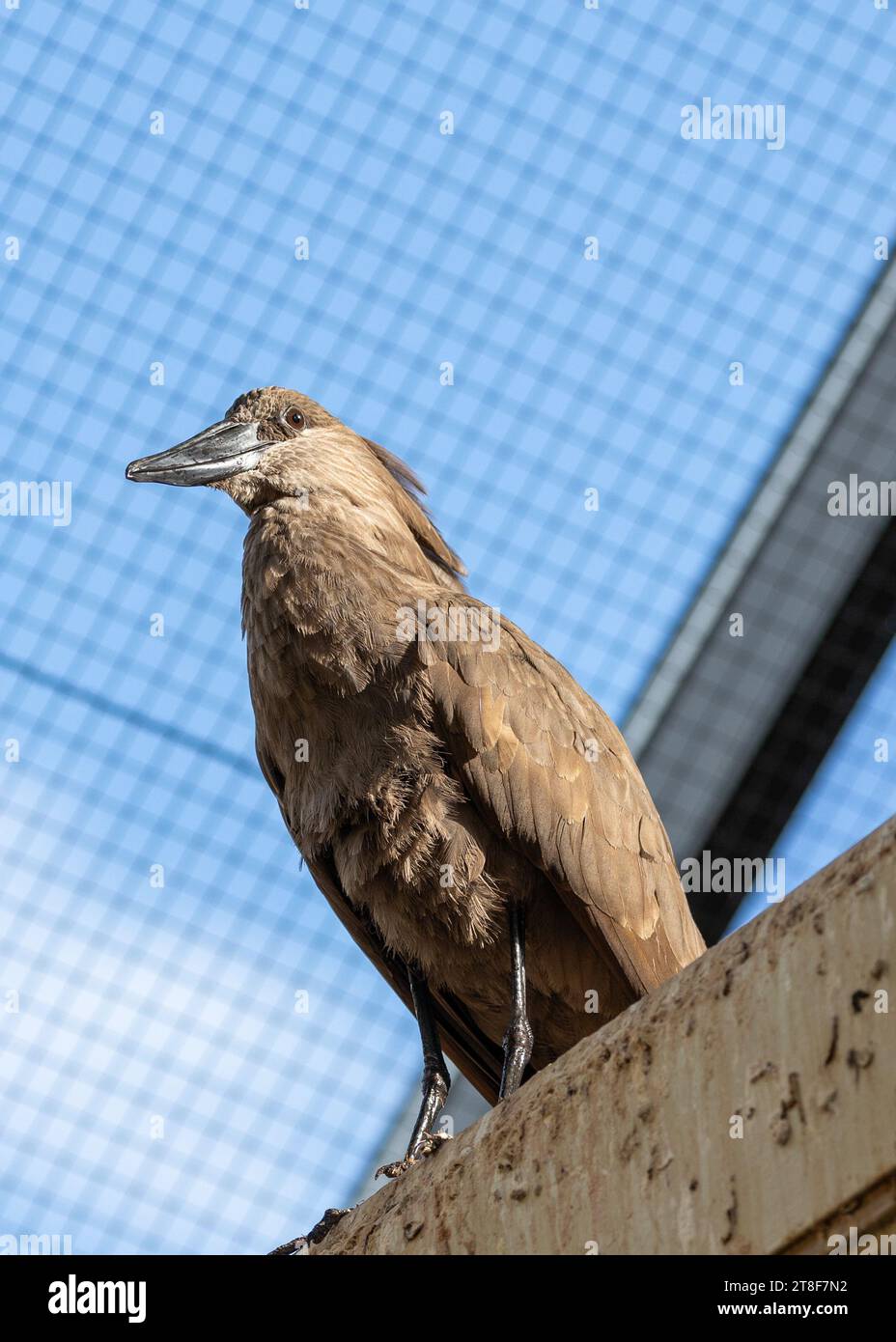 Hammerkop photography hi-res stock photography and images - Alamy