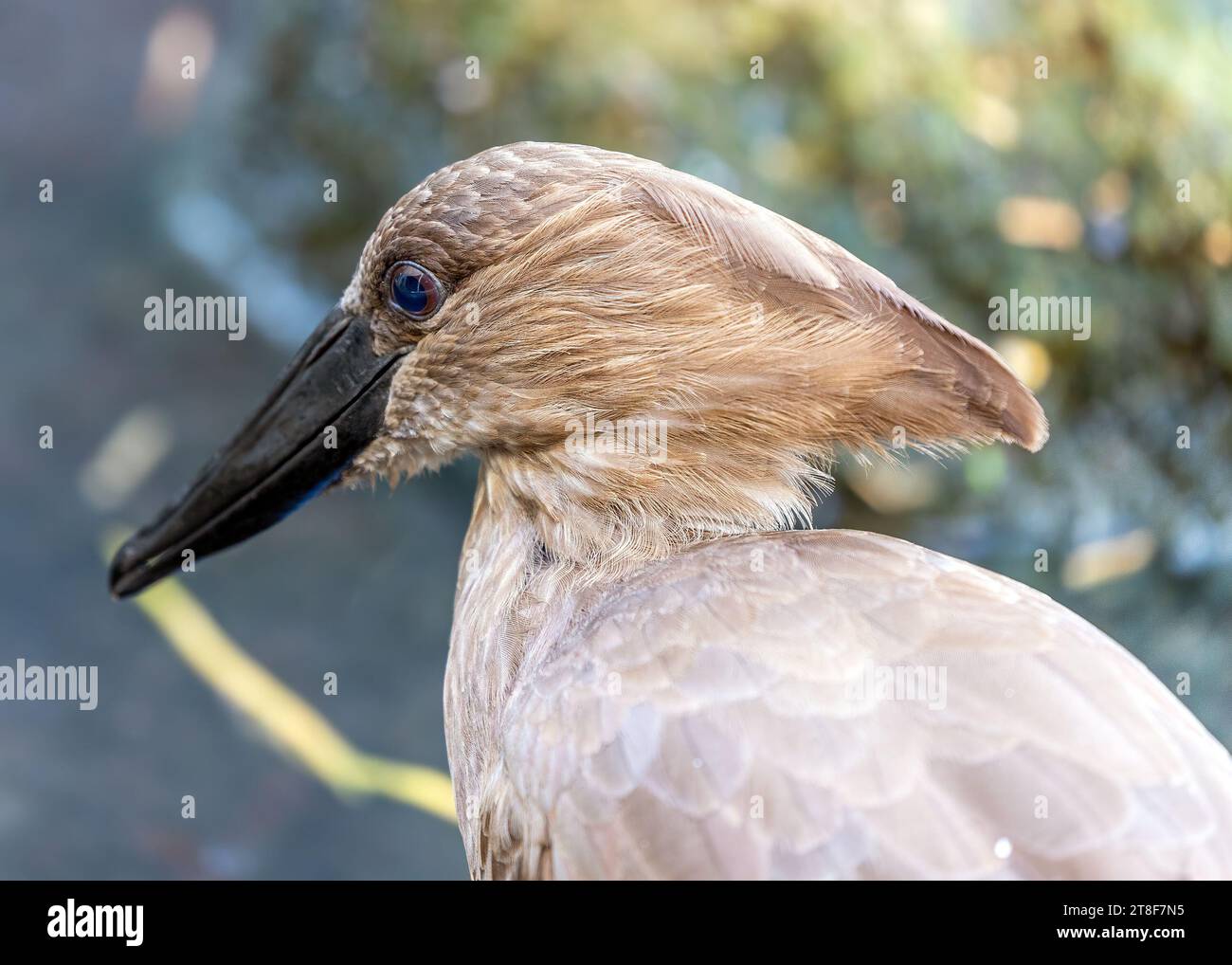Riparian habitats hi-res stock photography and images - Alamy
