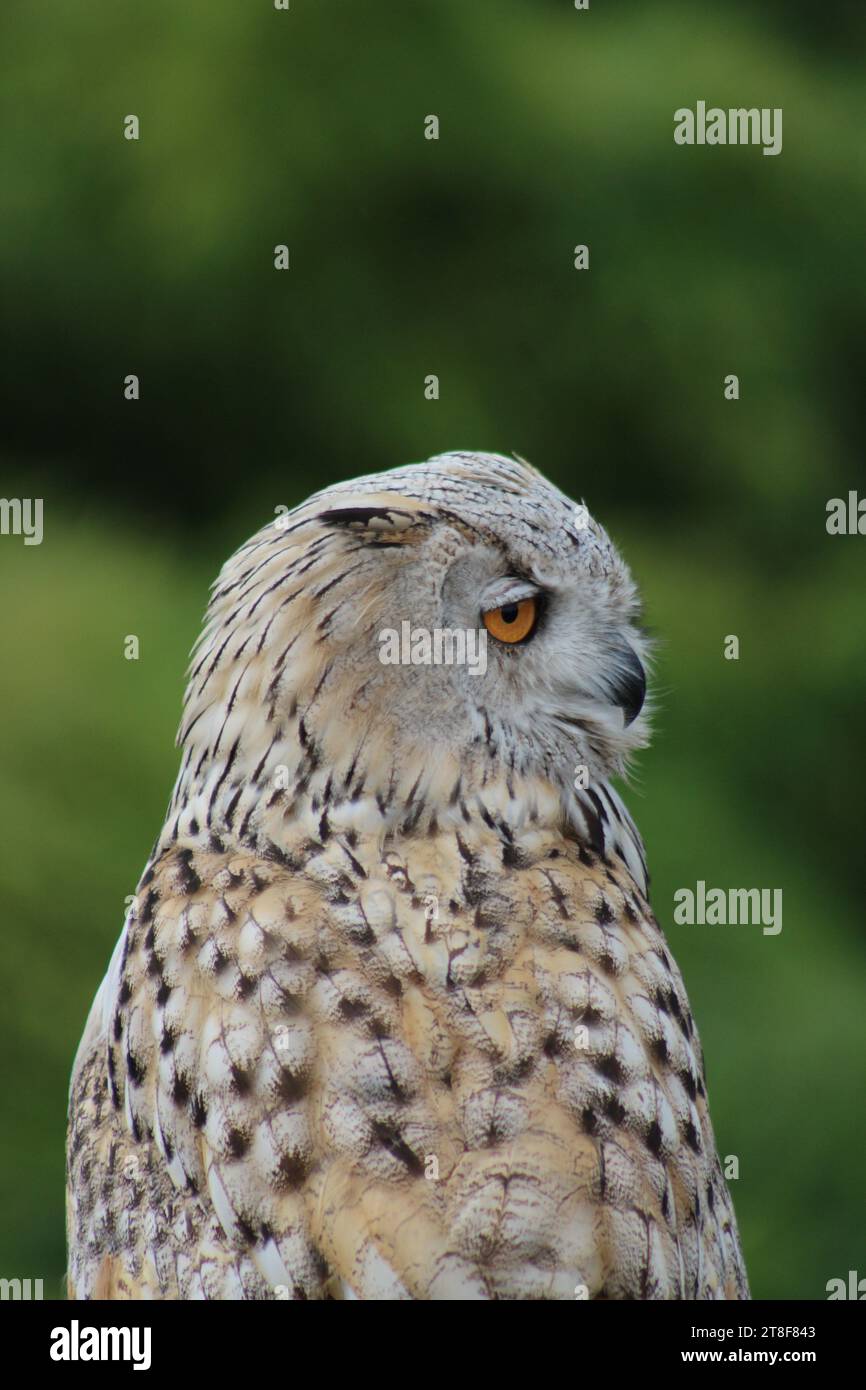 portrait of an owl up close and sharp Stock Photo - Alamy