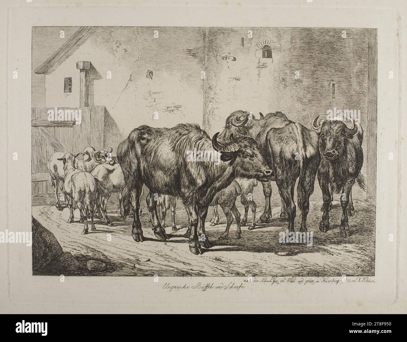 Ungarische buffel hi-res stock photography and images - Alamy