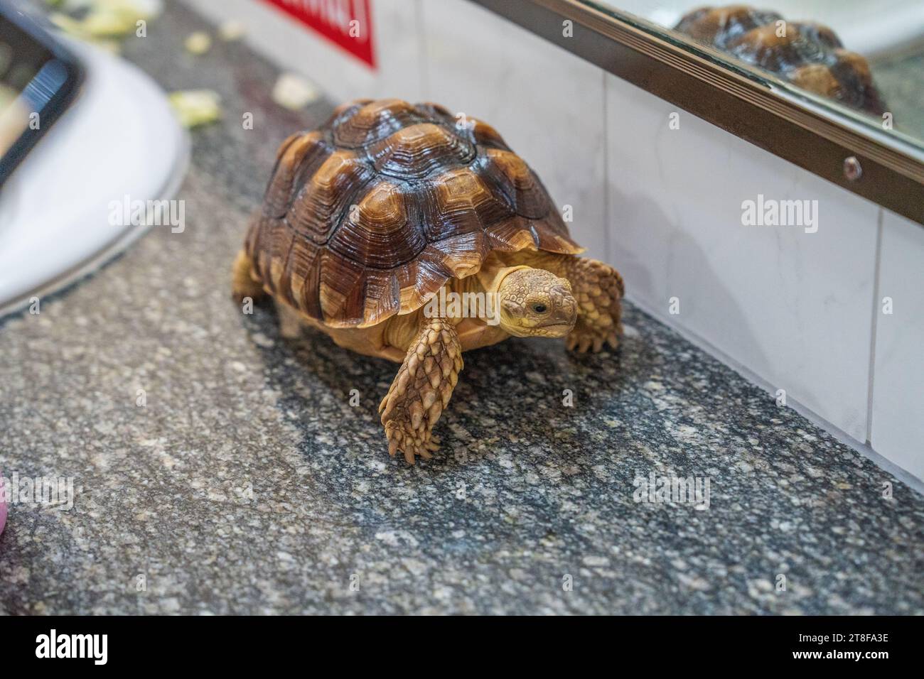 A turtle on the move on a washbasin in a toilet room Stock Photo - Alamy