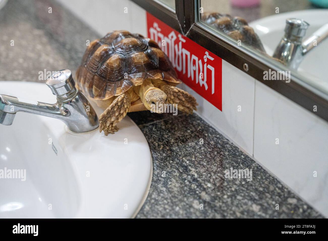 A turtle on the move on a washbasin in a toilet room Stock Photo - Alamy