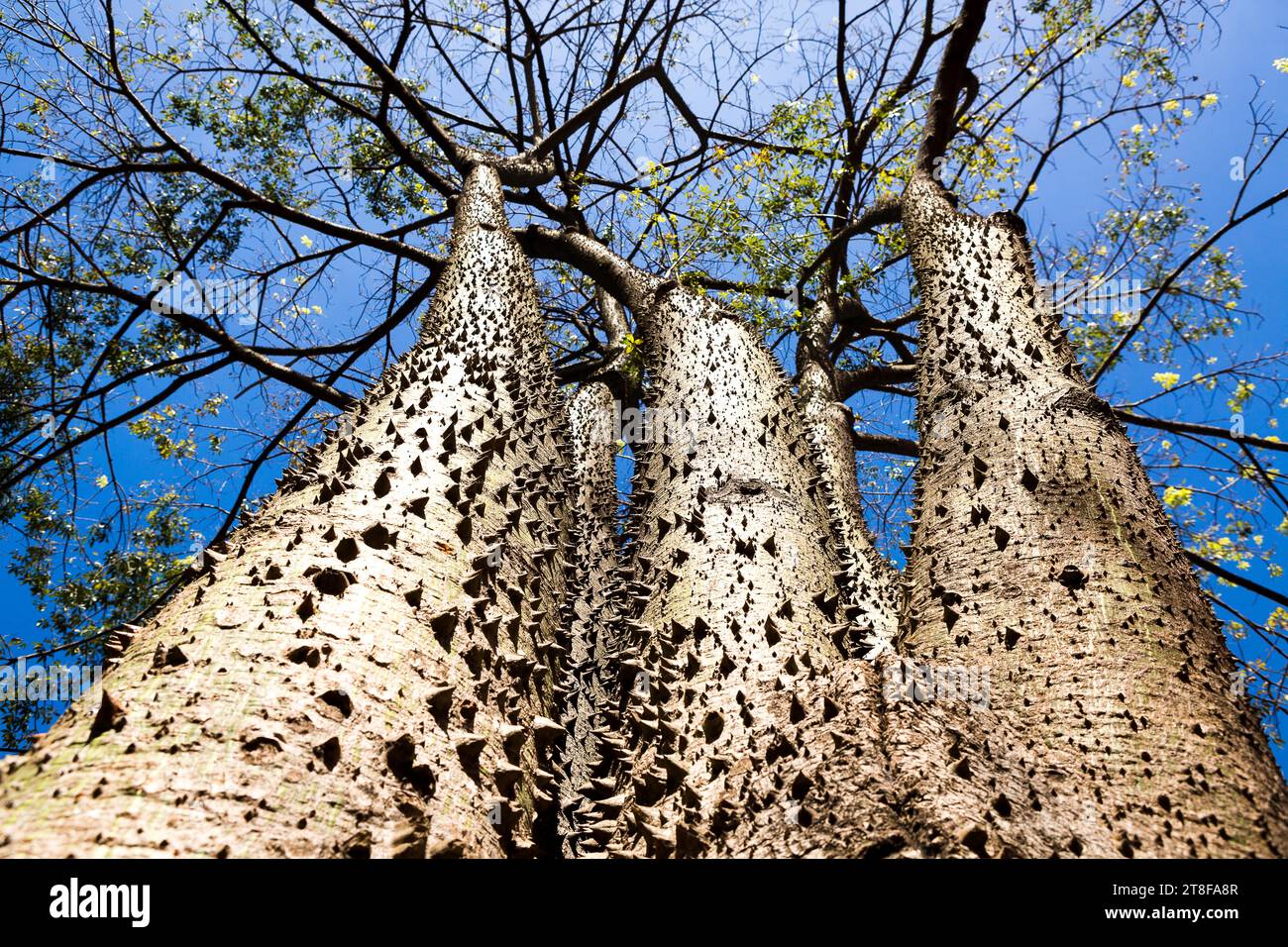 Hura wood hi-res stock photography and images - Alamy