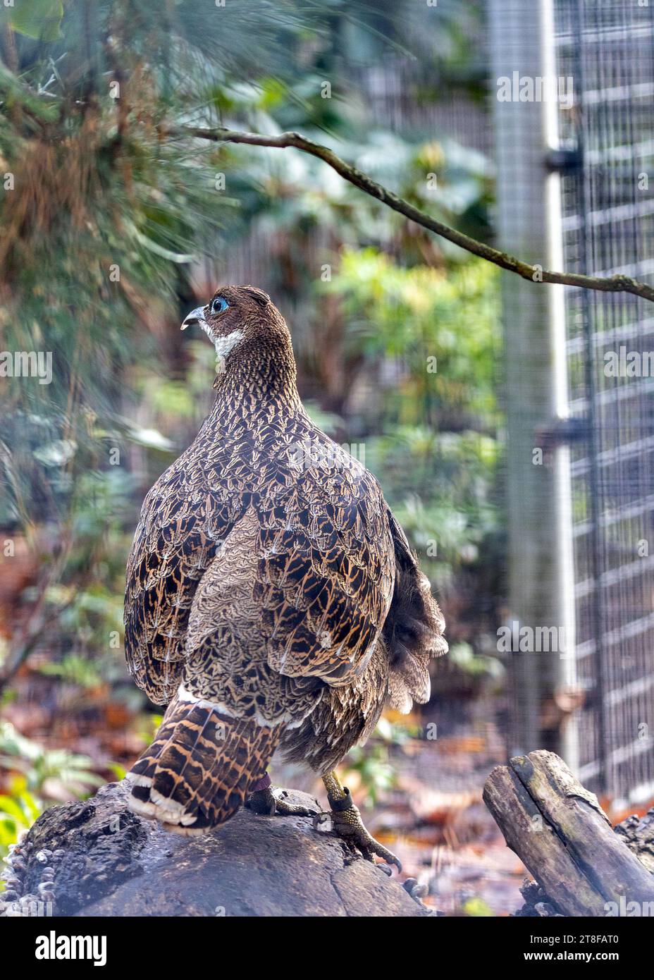 A stunning Himalayan Monal, also known as the Impeyan Pheasant ...