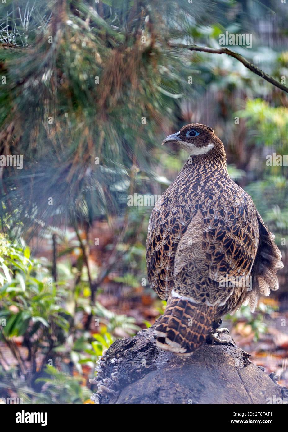 A stunning Himalayan Monal, also known as the Impeyan Pheasant ...
