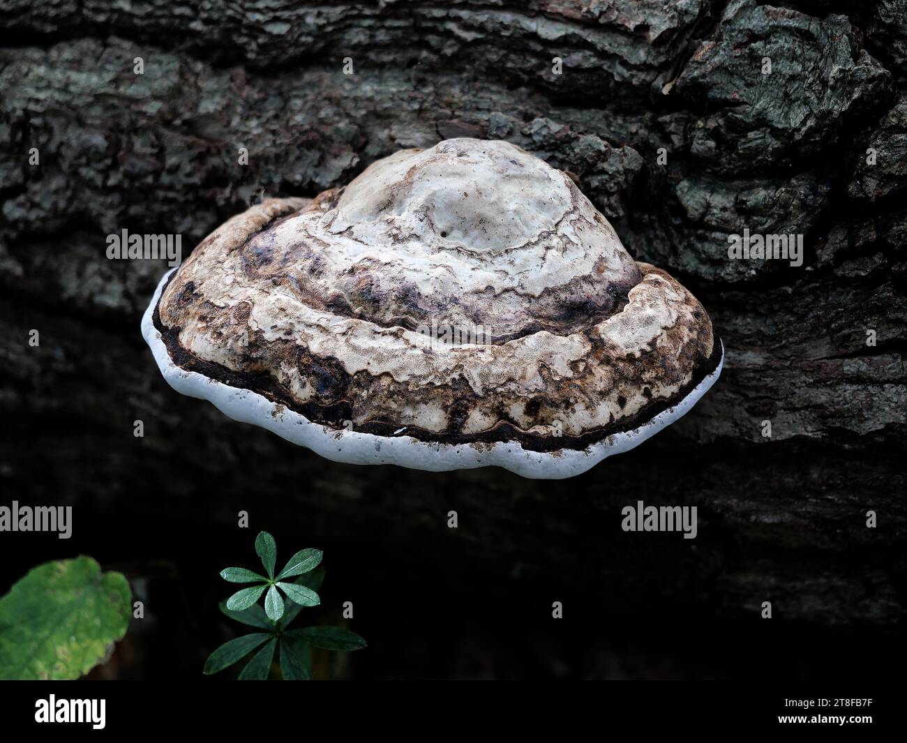 Survivalist resource hi-res stock photography and images - Alamy