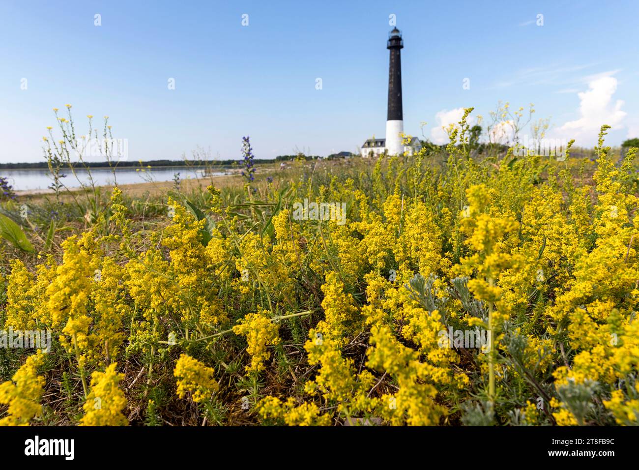 Beautiful Sorve lighthouse and flowers on a Sõrve poolsaar, a peninsula ...