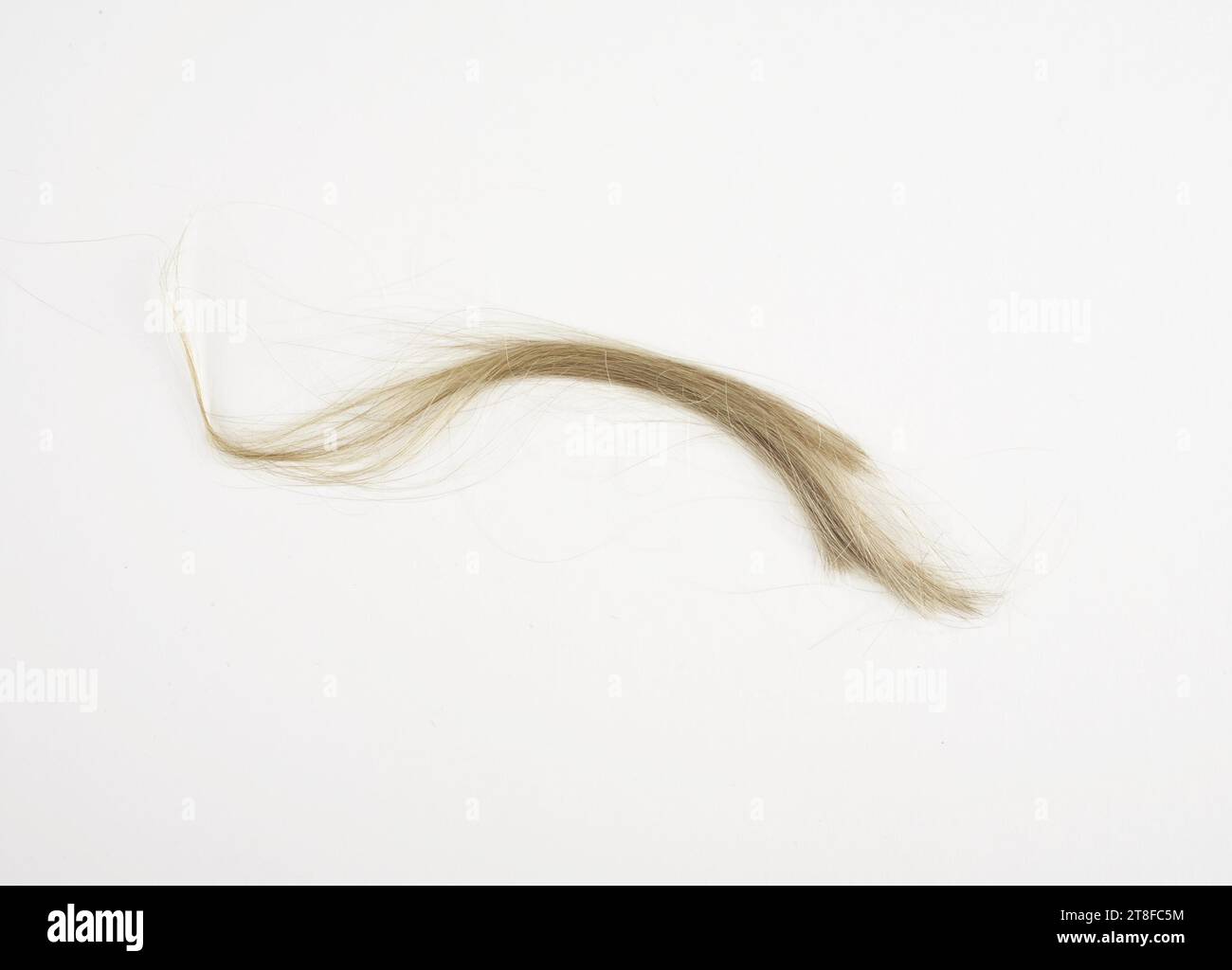 Lock of Thorvaldsen's hair, Relic, Hair, Paper, Silk paper, Hair ...