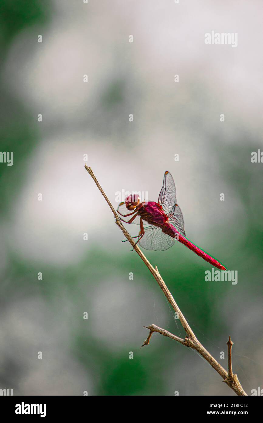 Multiplies hi-res stock photography and images - Alamy