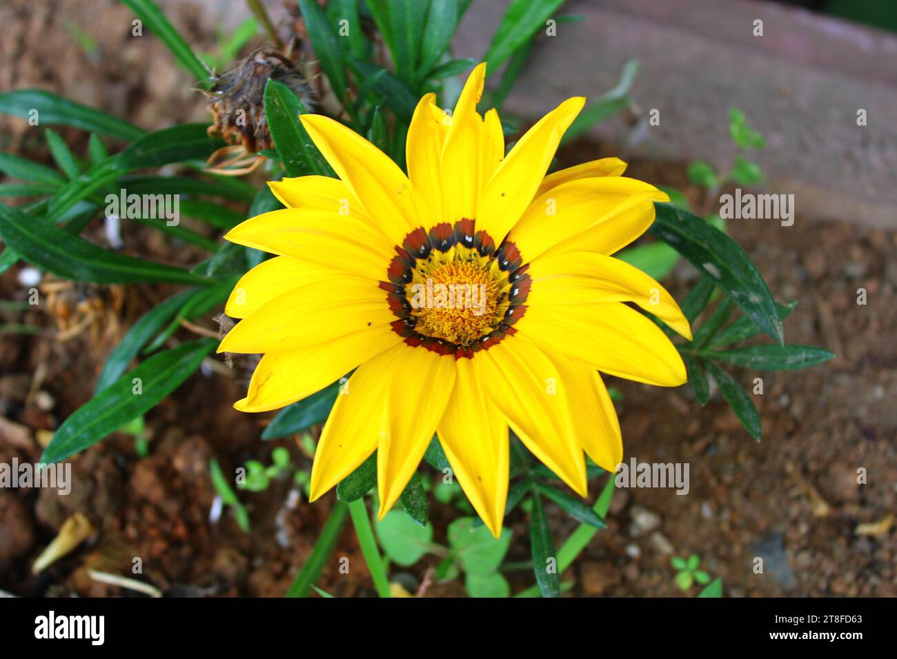 Gazania rigens sometimes called treasure flower, is a species of ...