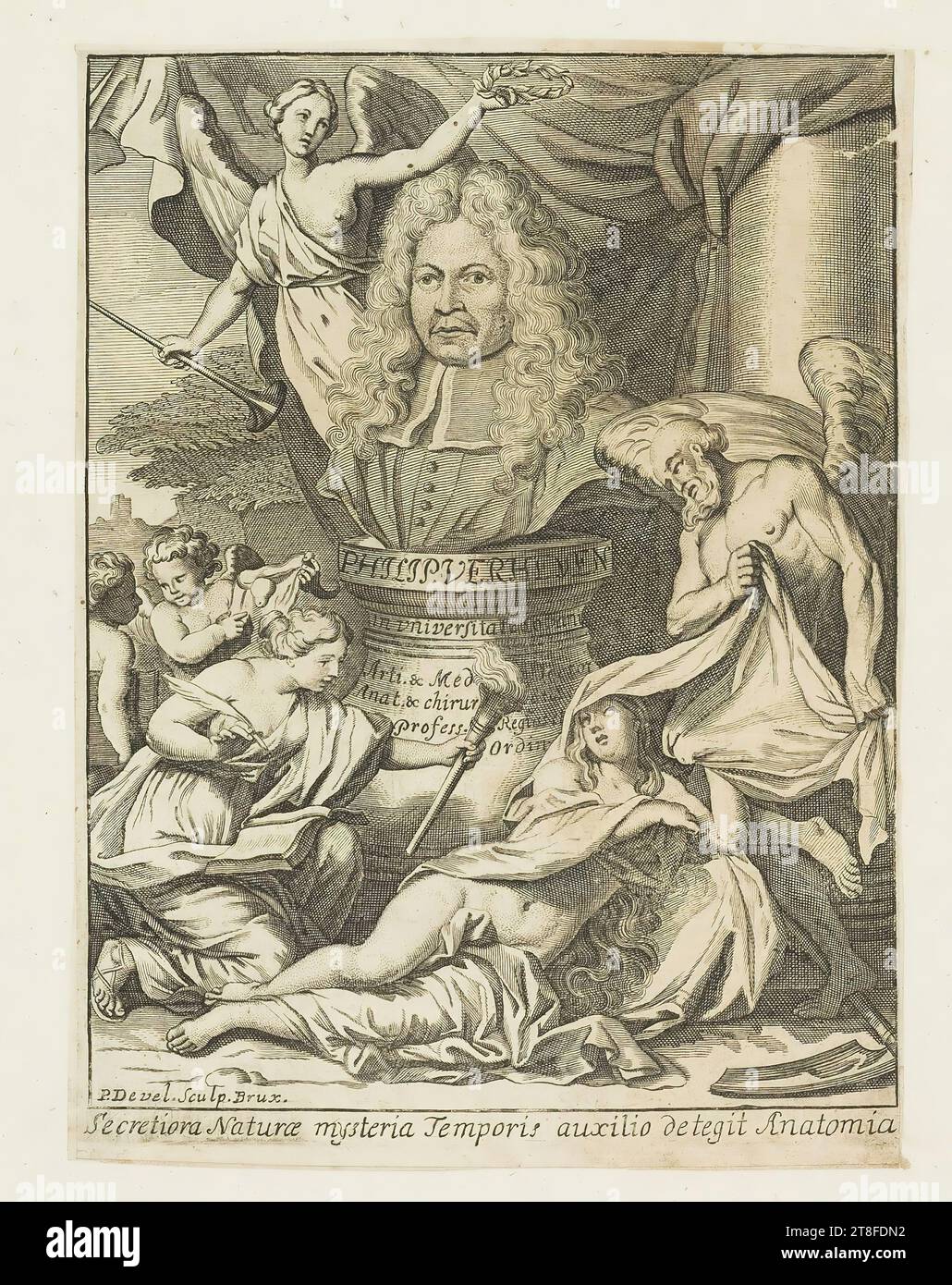 Brux anatomy uncovers hi-res stock photography and images - Alamy