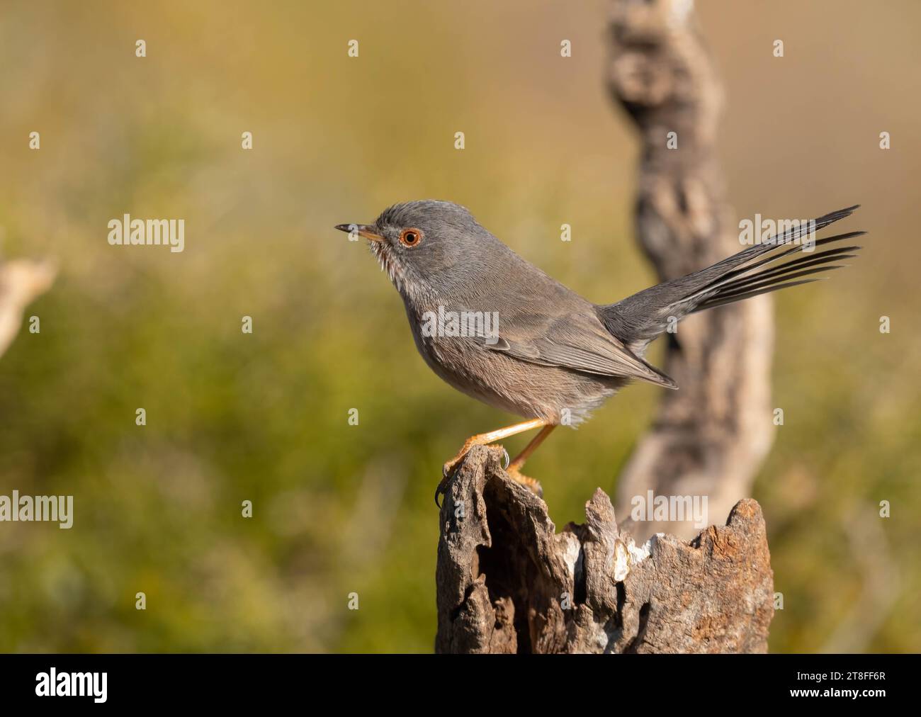 Singing male dartford warbler hi-res stock photography and images - Alamy