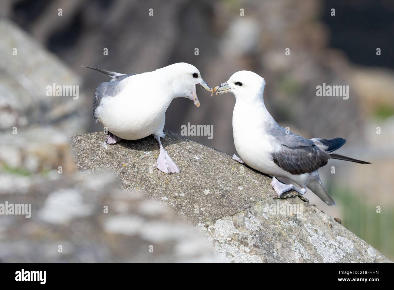 Displaying fulmars hi-res stock photography and images - Alamy