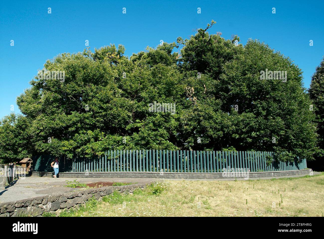 Castagno dei cento cavalli is an ancient monumental tree. Sweet ...