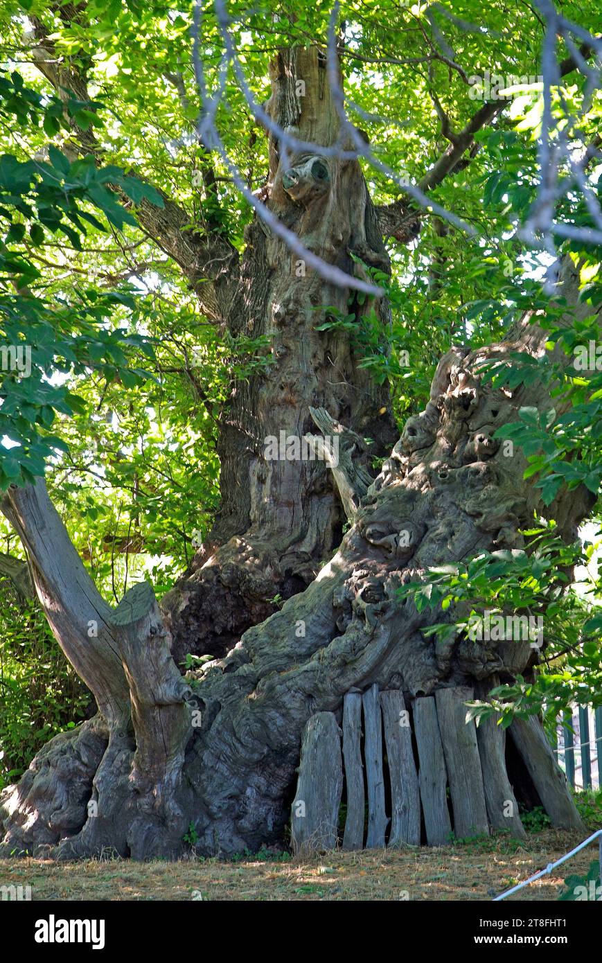 Castagno dei cento cavalli is an ancient monumental tree. Sweet ...