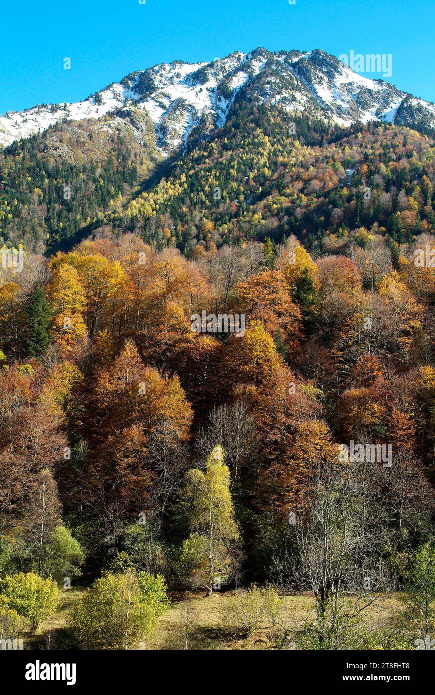 European beech (Fagus sylvatica) is a deciduous tree native to central ...