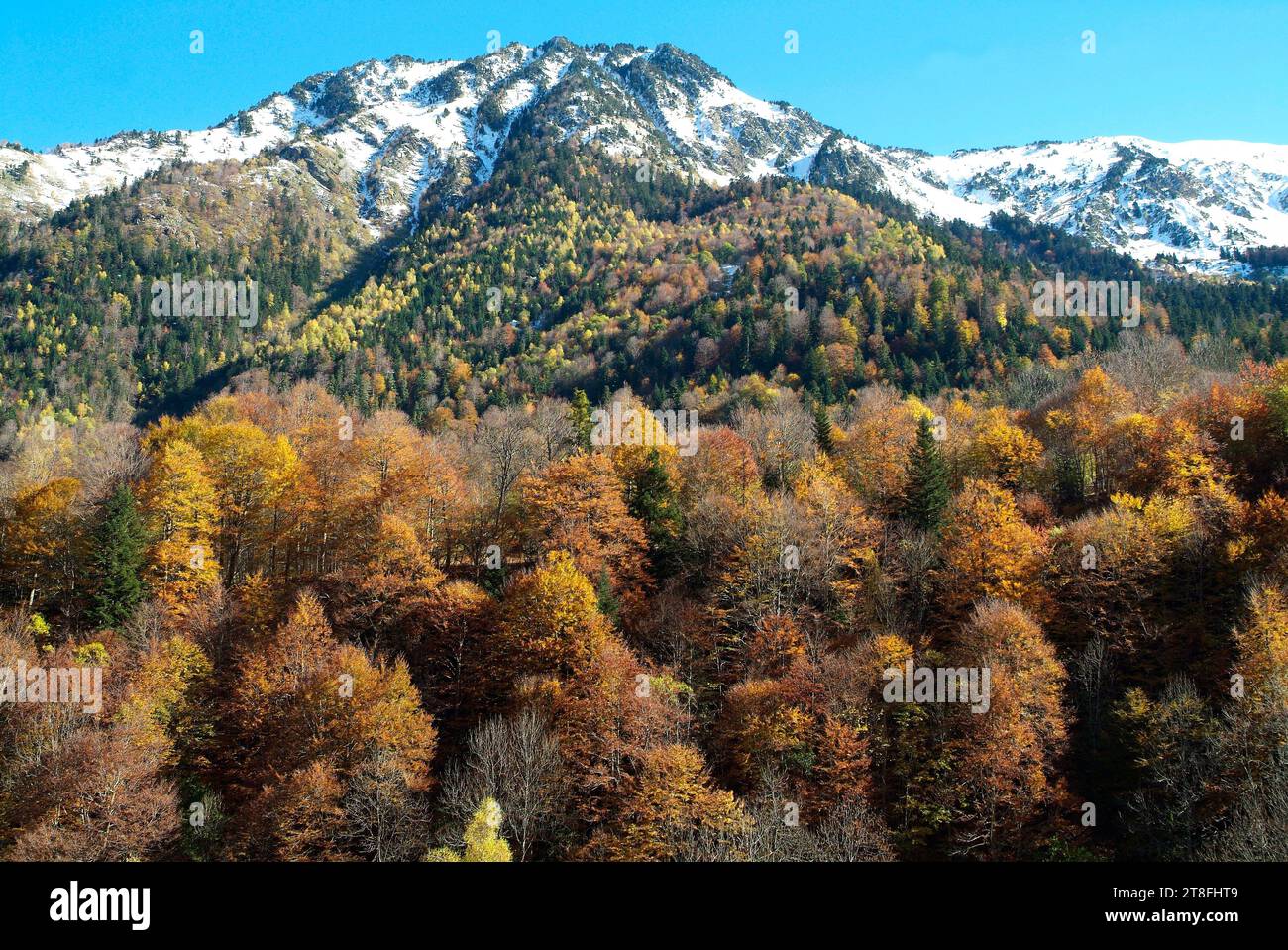 European beech (Fagus sylvatica) is a deciduous tree native to central ...
