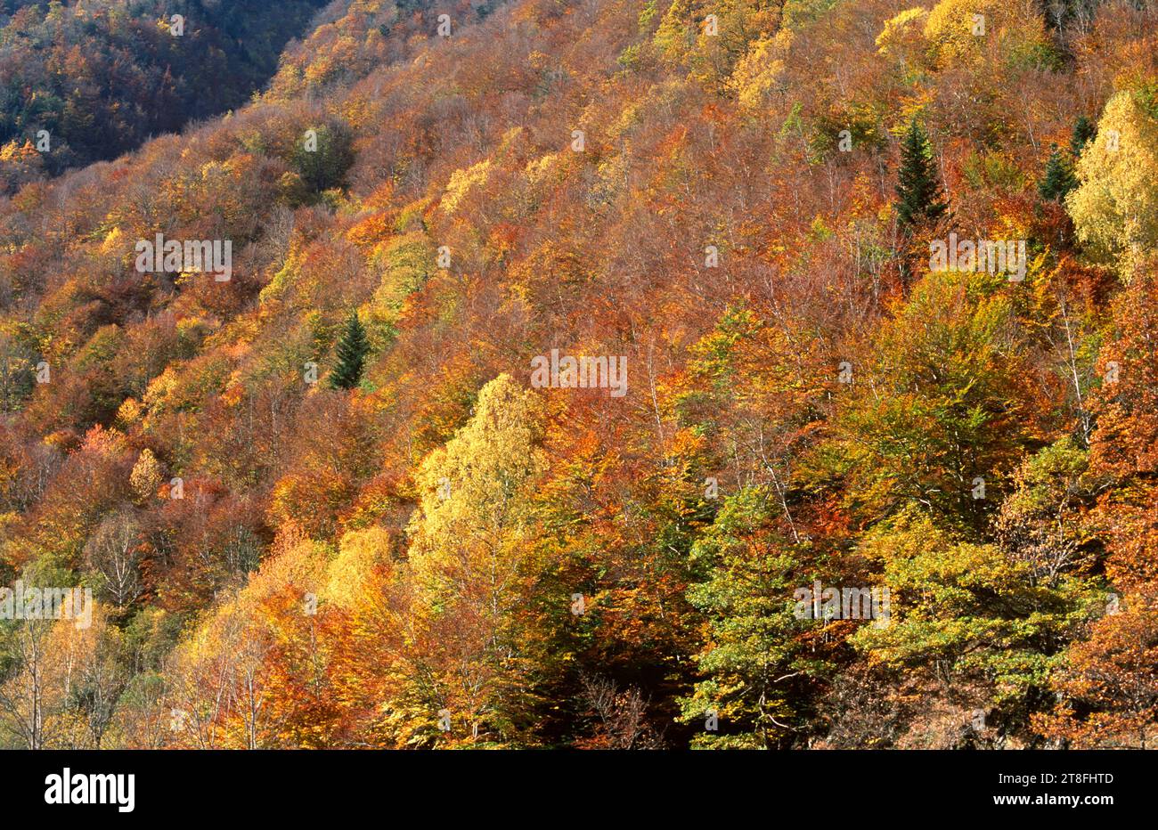 European beech (Fagus sylvatica) is a deciduous tree native to central ...