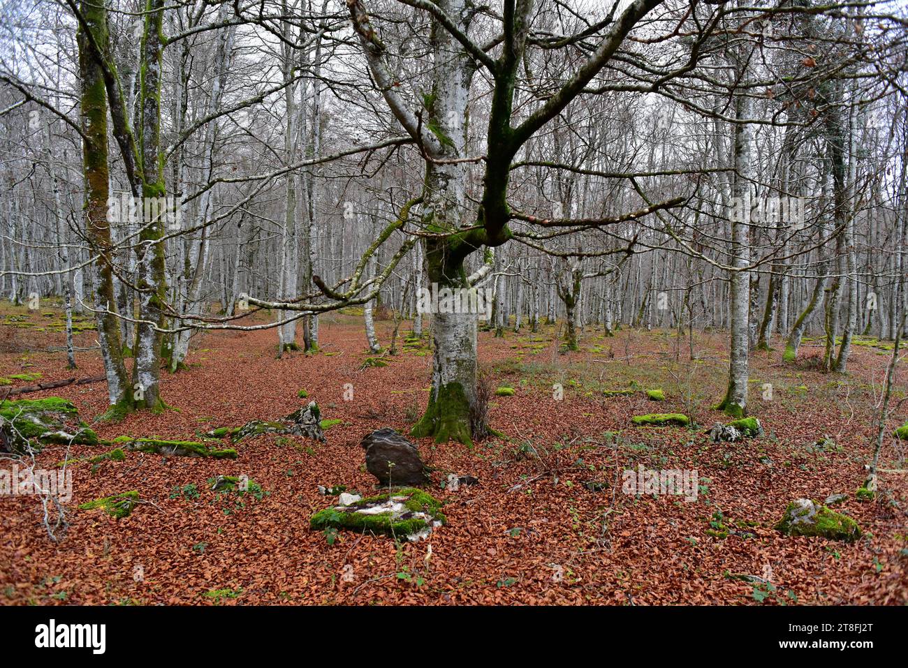 European beech (Fagus sylvatica) is a deciduous tree native to central ...
