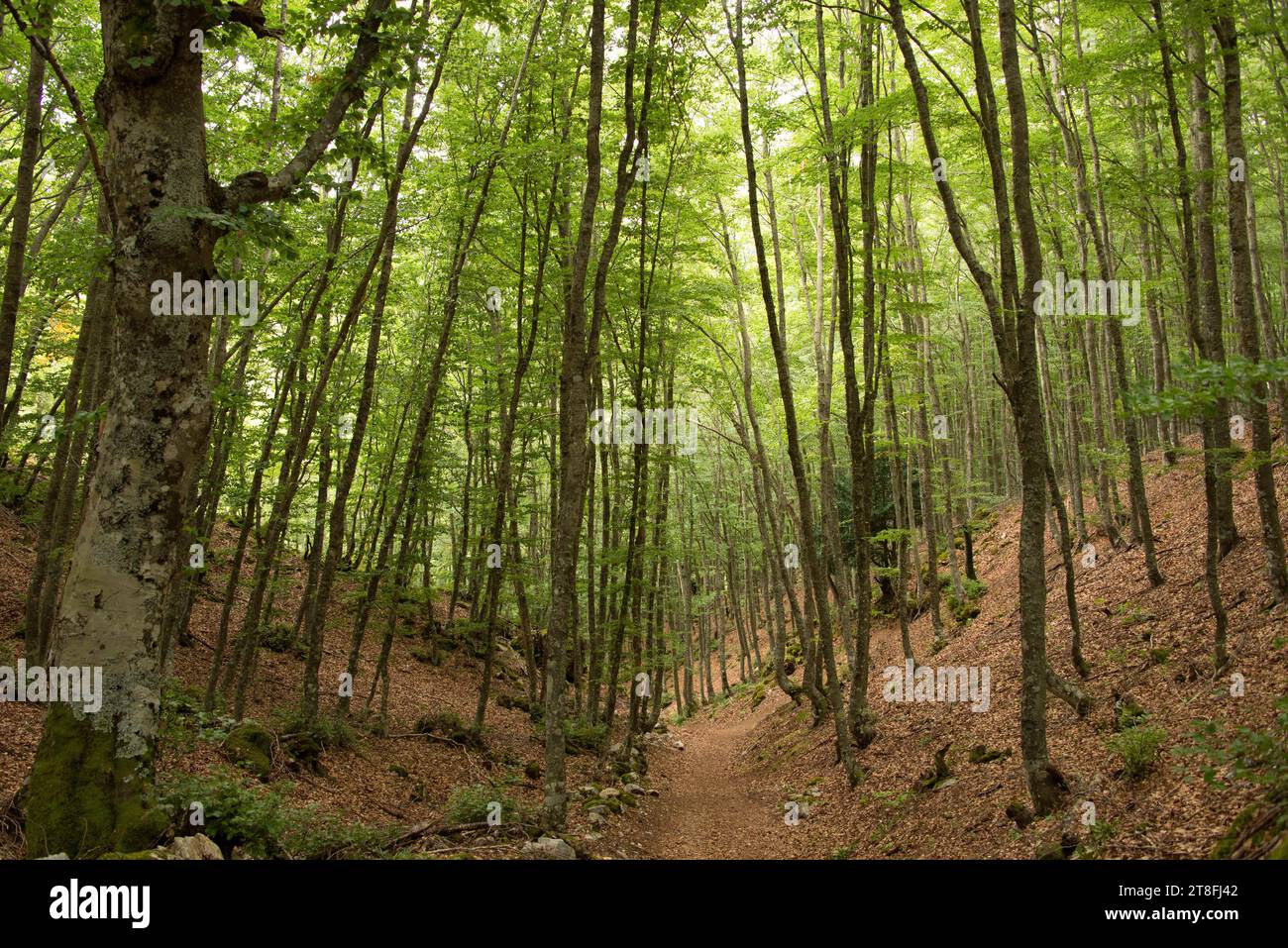 European beech (Fagus sylvatica) is a deciduous tree native to central ...