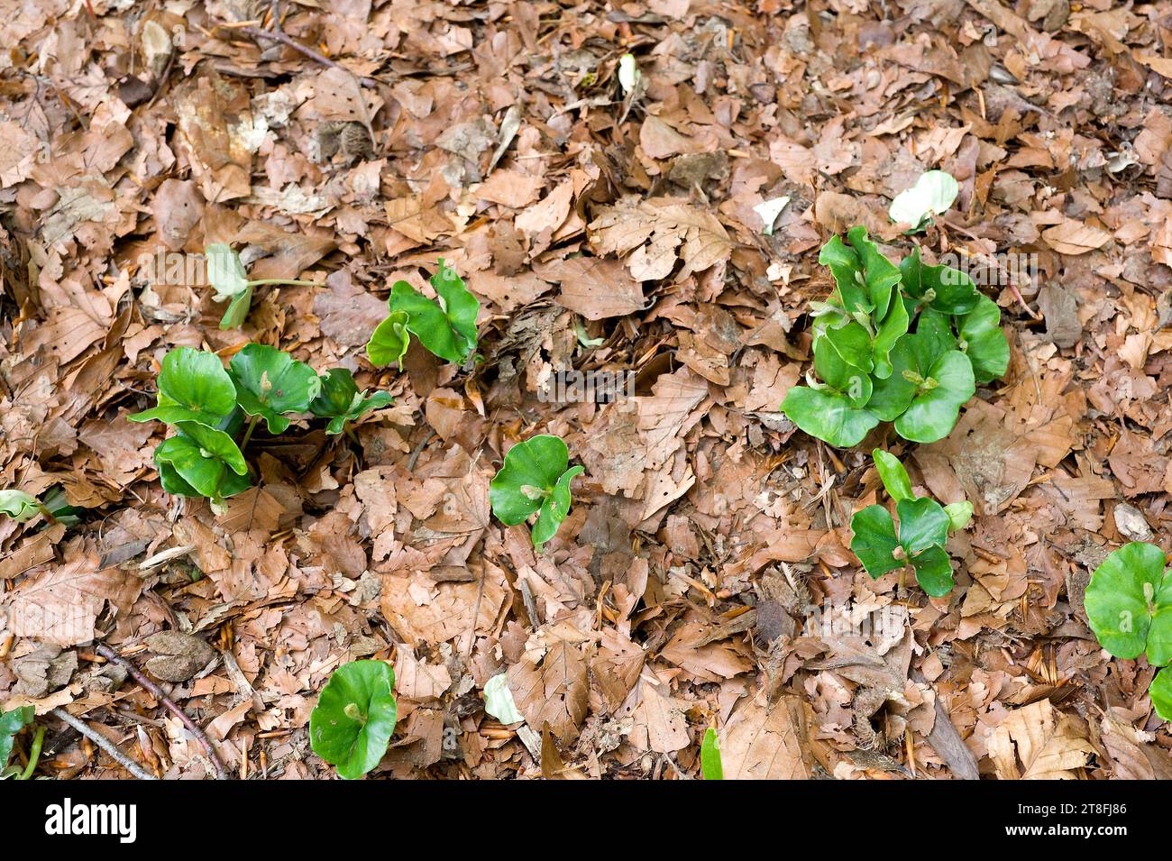 European beech (Fagus sylvatica) is a deciduous tree native to central ...