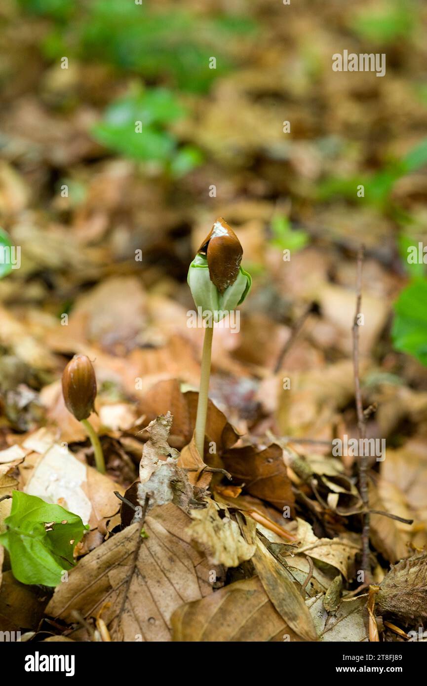 European beech (Fagus sylvatica) is a deciduous tree native to central ...