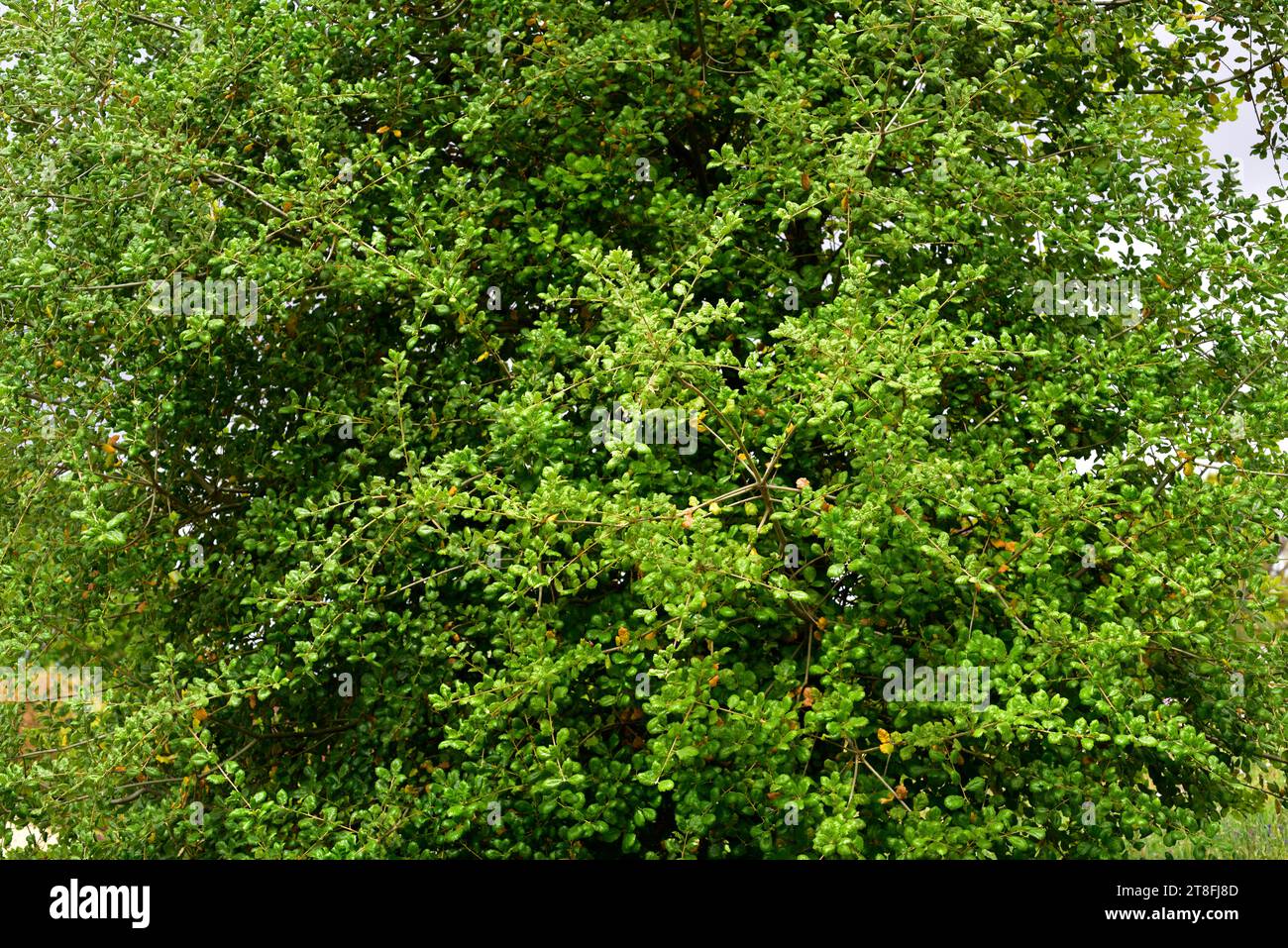 California Live Oak Quercus Agrifolia Is An Evergreen Tree Native To California Usa And Baja