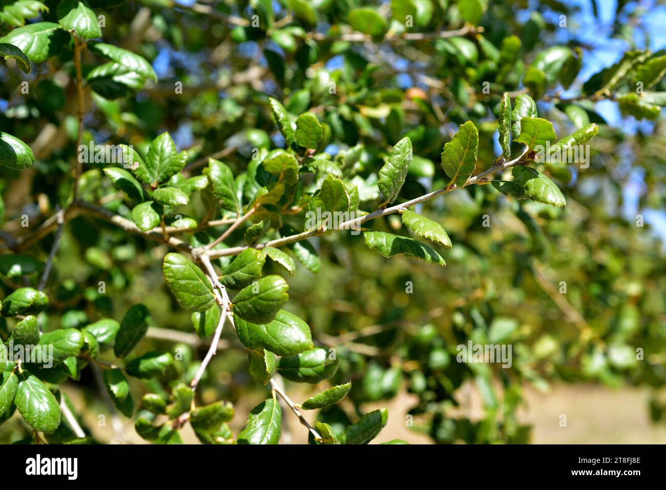 California live oak (Quercus agrifolia) is an evergreen tree native to ...