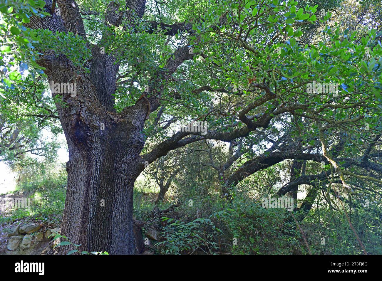 Roble cerrioide (Quercus cerrioides) is an deciduous tree endemic to ...