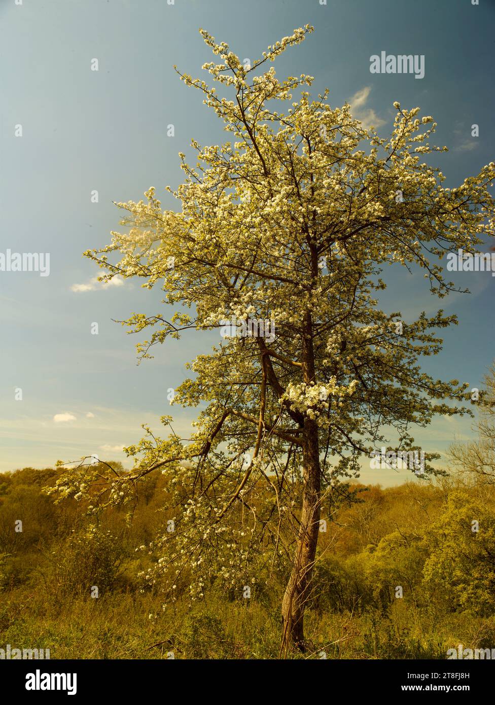 Lone crab apple tree on high ground in full spring blossom with a sunny ...