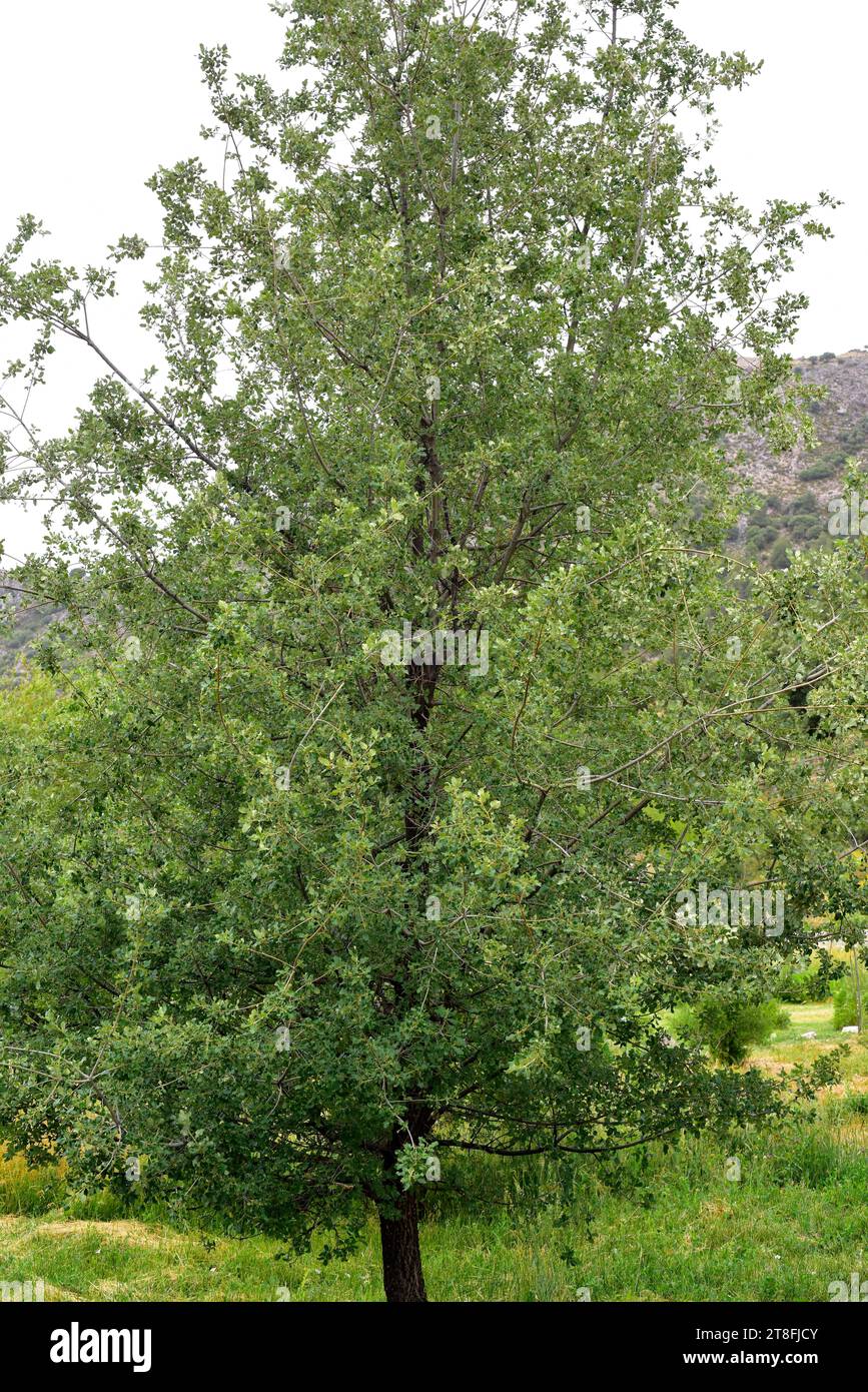 Portuguese oak (Quercus faginea) is a marcescent tree native to Iberian ...