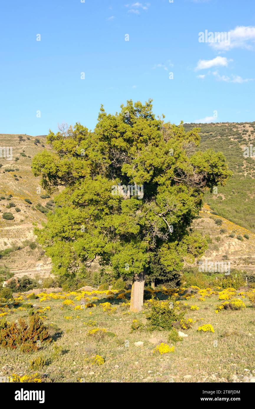 Portuguese oak (Quercus faginea) is a marcescent tree native to Iberian ...