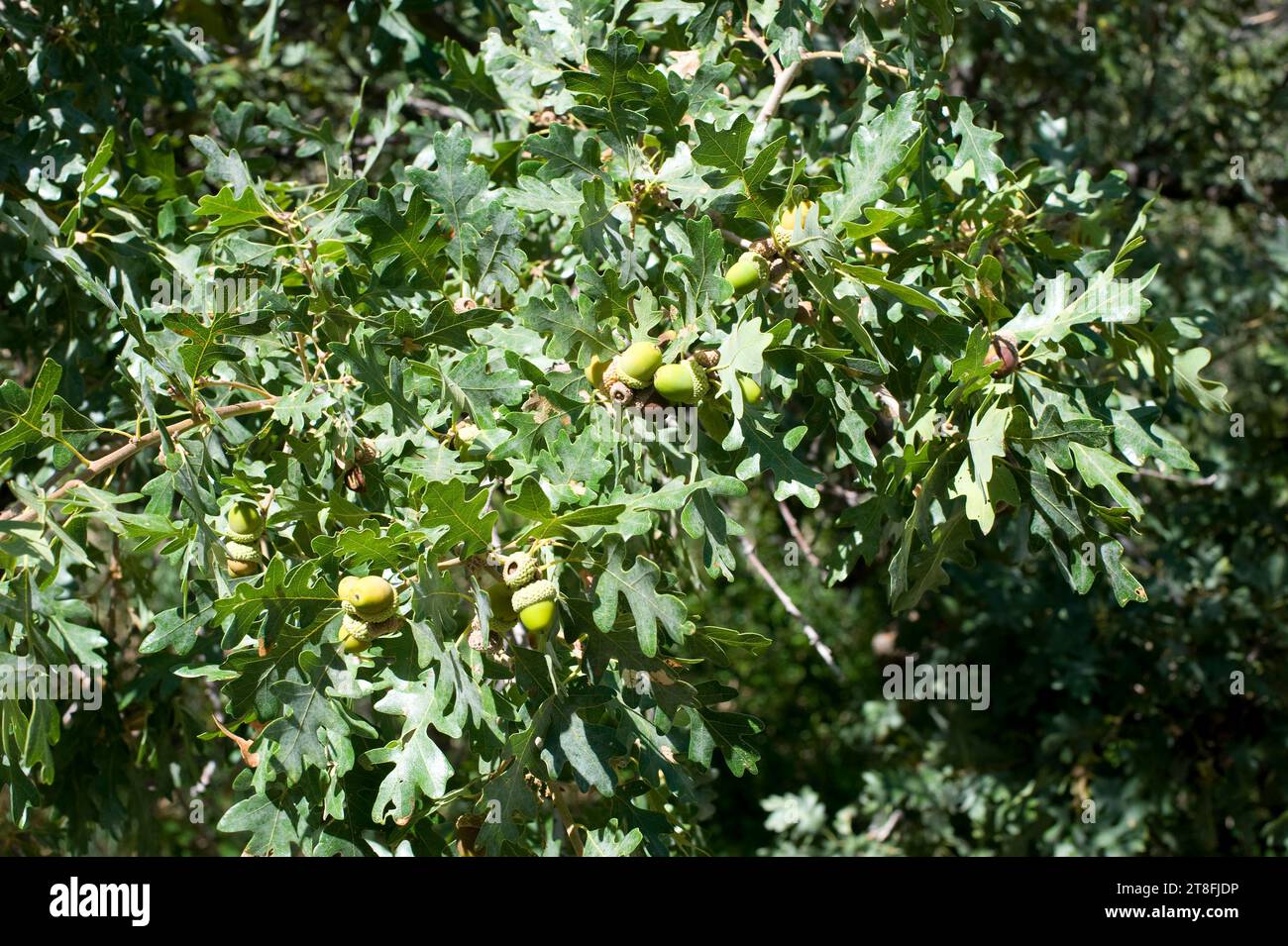 Gambel oak quercus gambelii in hi-res stock photography and images - Alamy