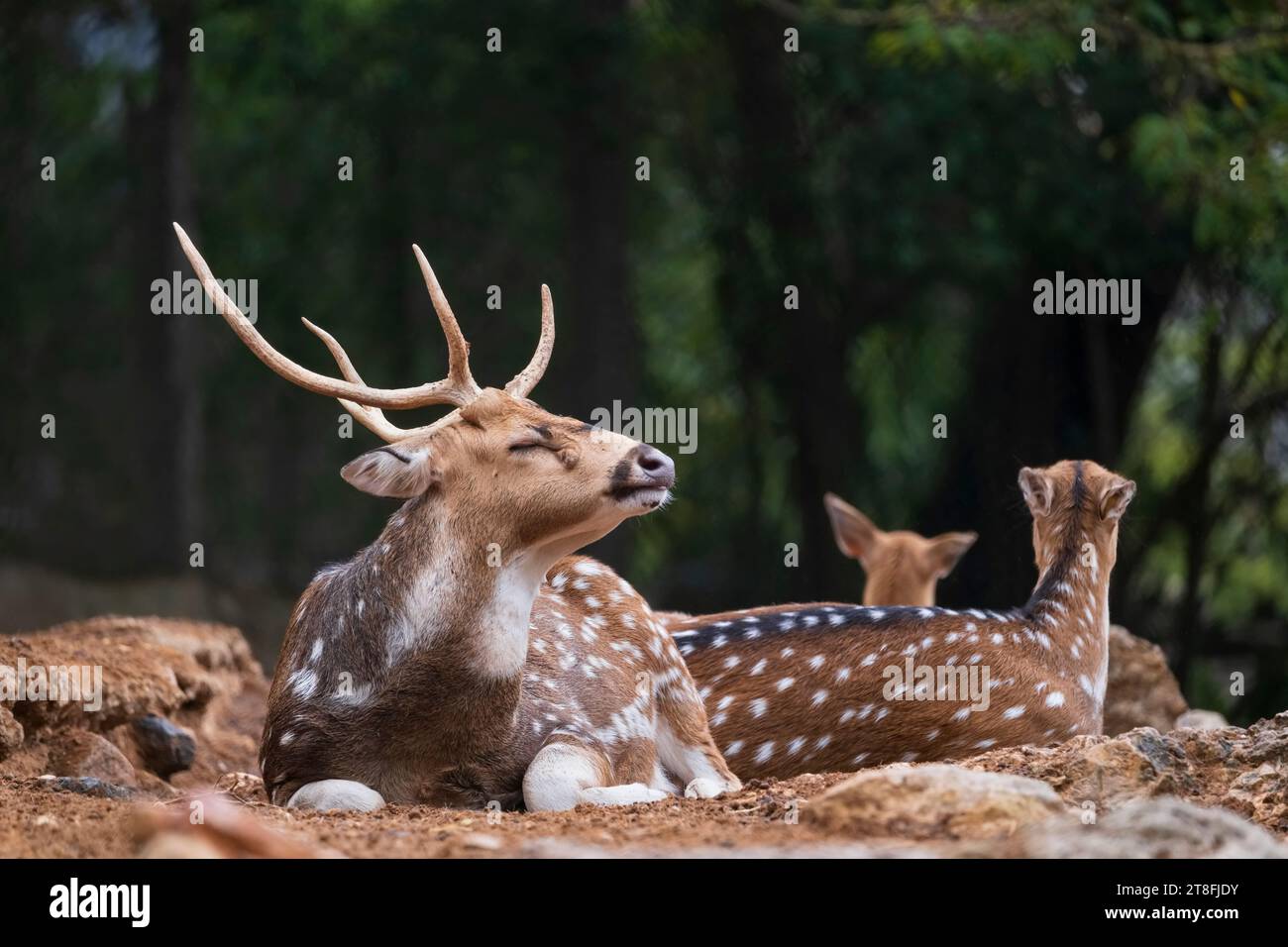 The Visayan spotted deer (Rusa alfredi) or Philippine spotted deer ...