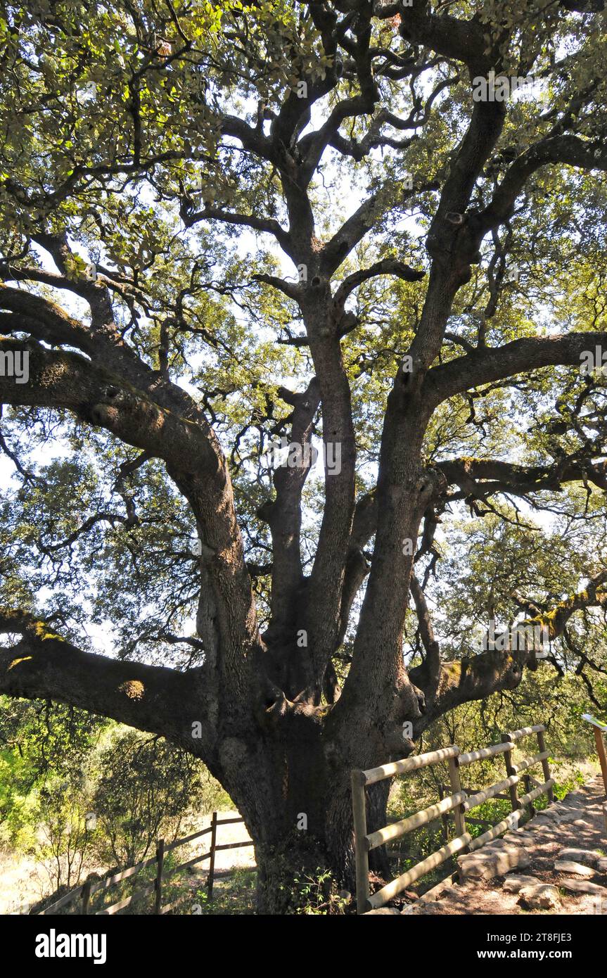 Evergreen oak (Quercus ilex ballota or Quercus ilex rotundifolia) is an ...