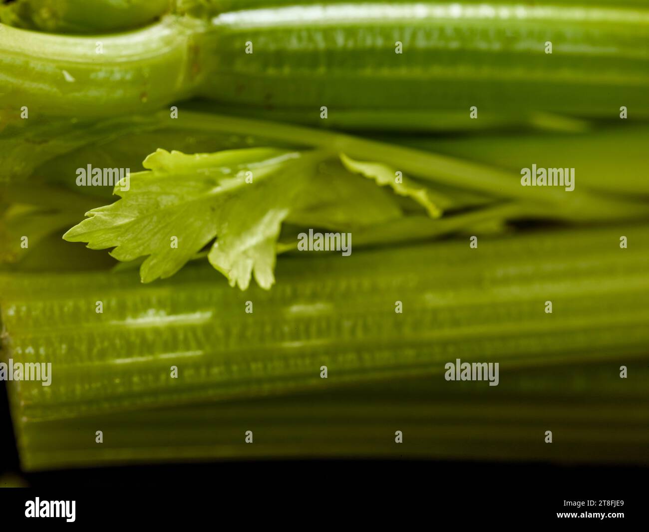 Close up food still life of crispy looking aromatic celery (Apium ...