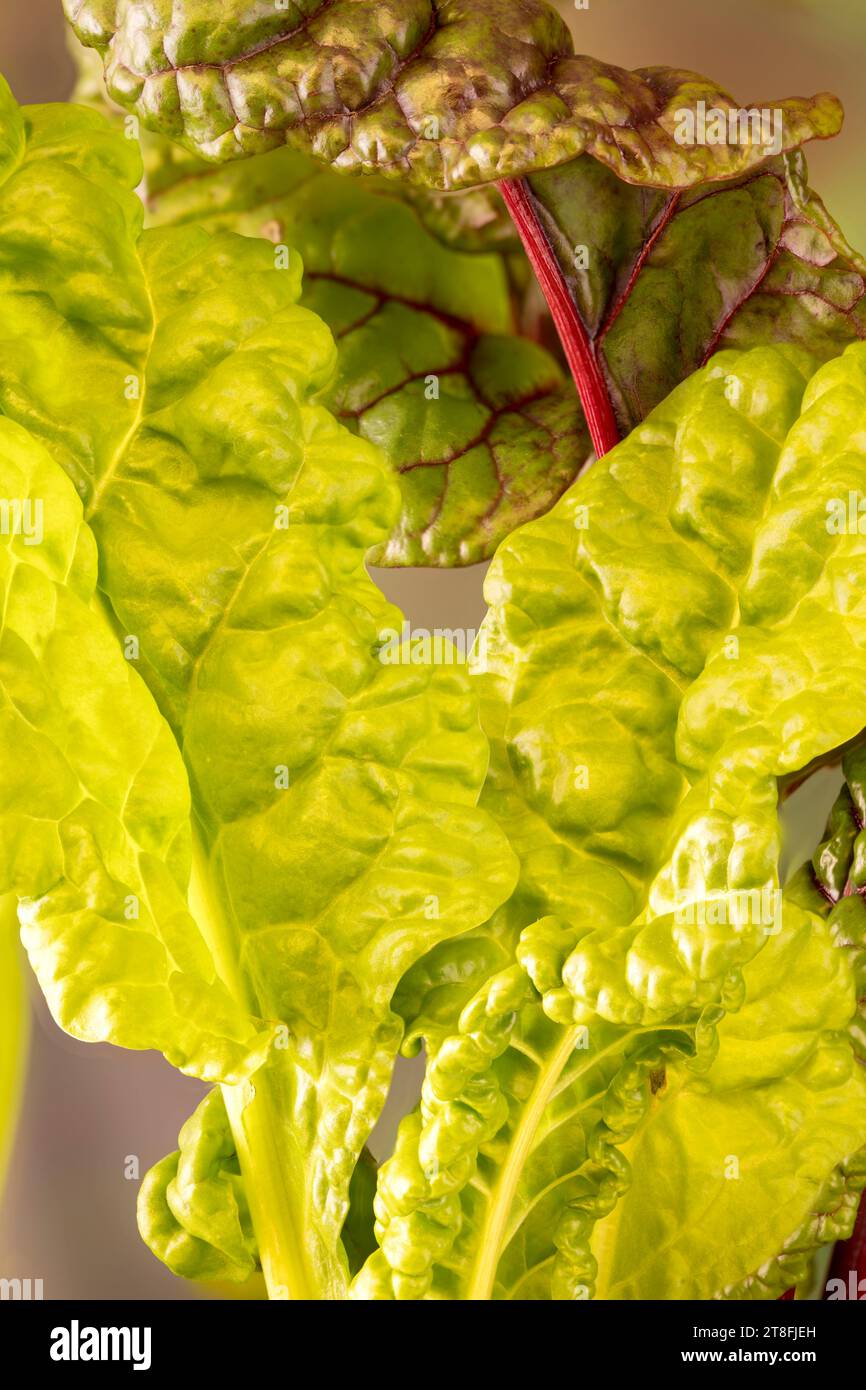 Very close up vegetable food still life of the superfood Swiss Chard ...