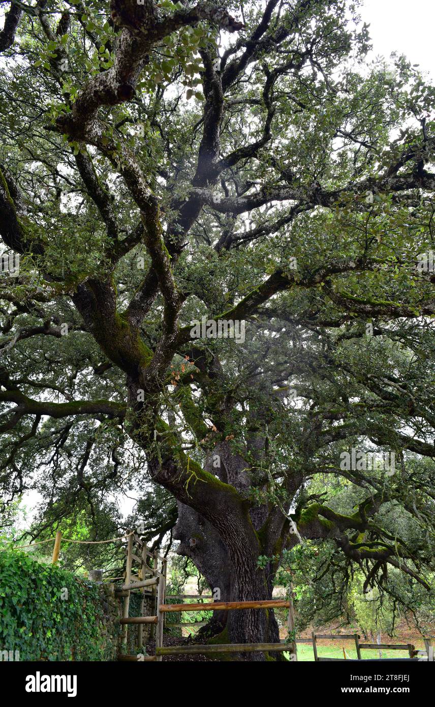 Evergreen oak (Quercus ilex ballota or Quercus ilex rotundifolia) is an ...