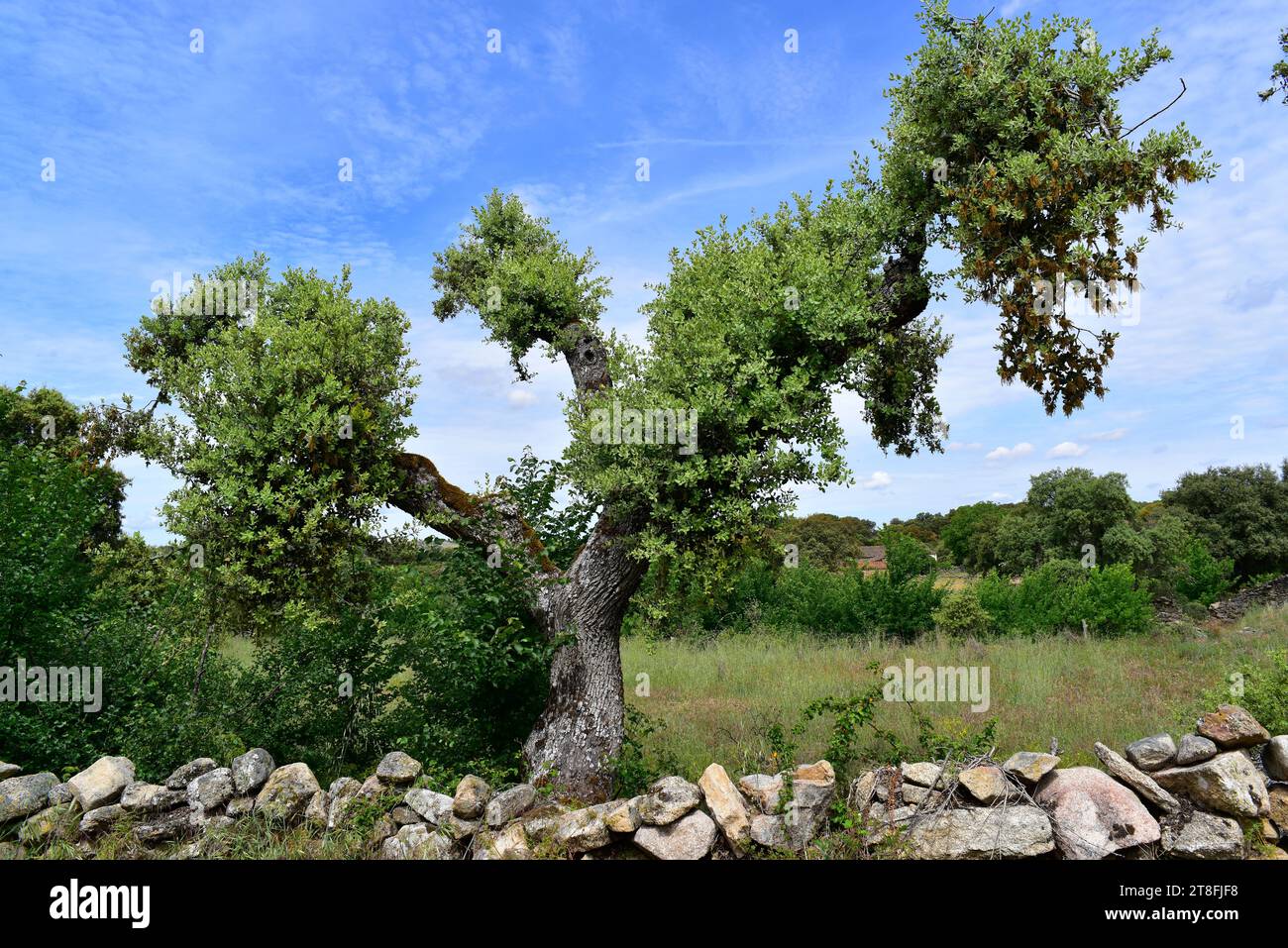 Evergreen oak (Quercus ilex ballota or Quercus ilex rotundifolia) is an ...