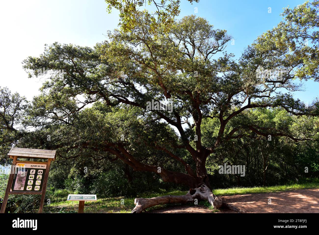 Evergreen oak (Quercus ilex ilex) is an evergreen tree native to ...