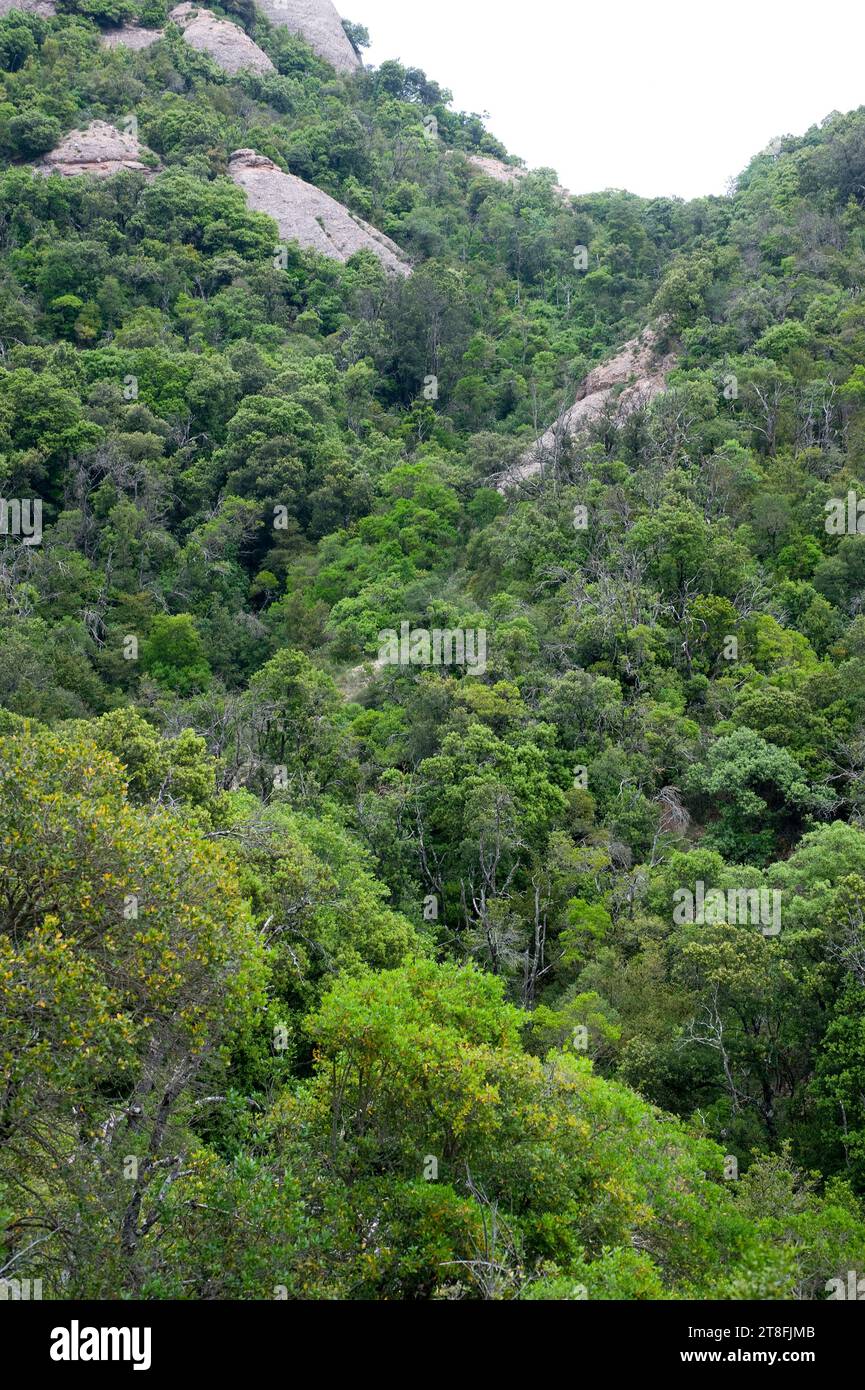 Evergreen oak (Quercus ilex ) is an evergreen tree native to southern ...
