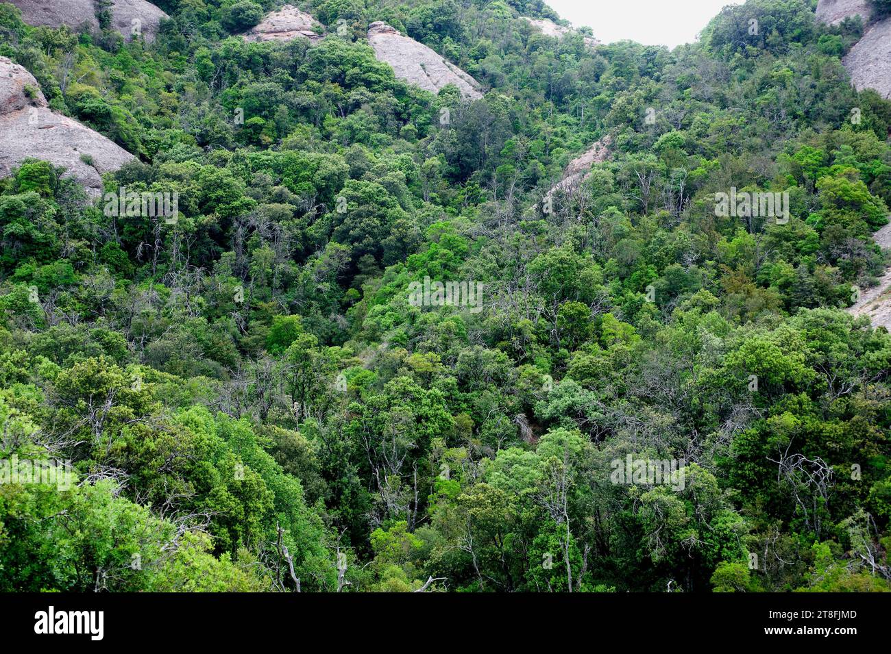 Evergreen oak (Quercus ilex ) is an evergreen tree native to southern ...