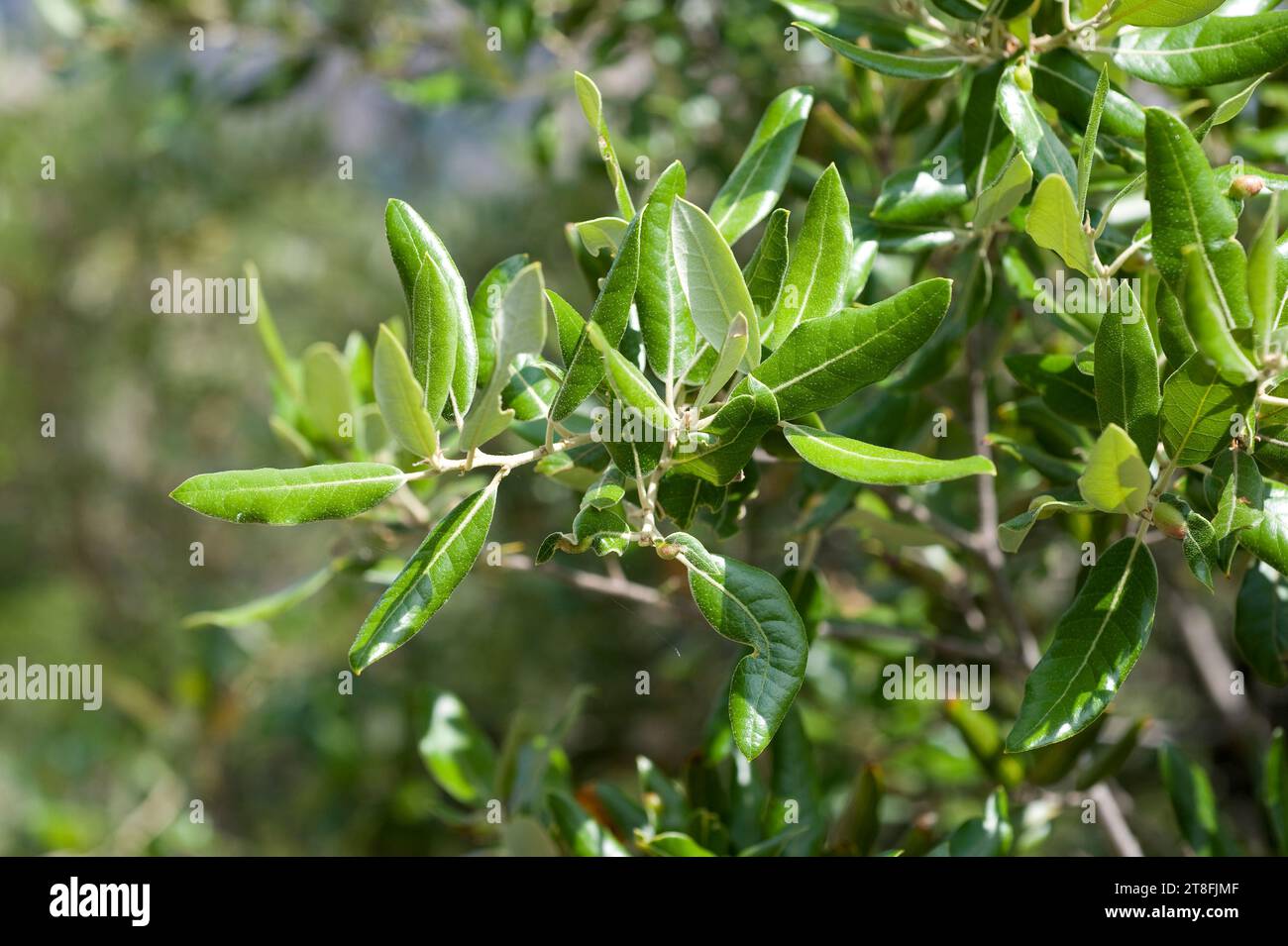 Evergreen oak (Quercus ilex ilex) is an evergreen tree native to ...