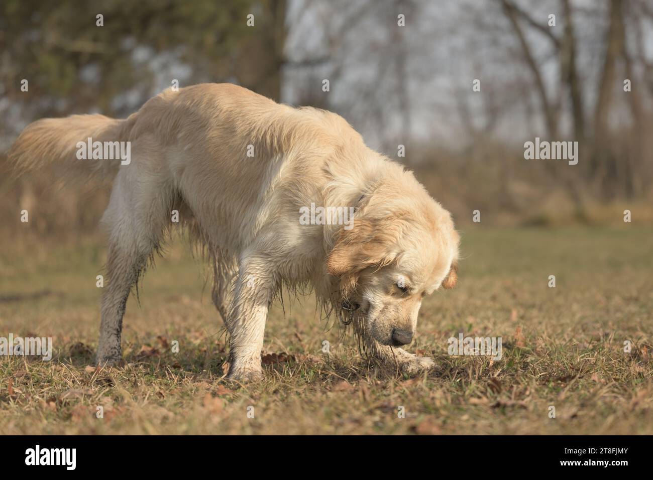 Golden retriever digging hi-res stock photography and images - Alamy