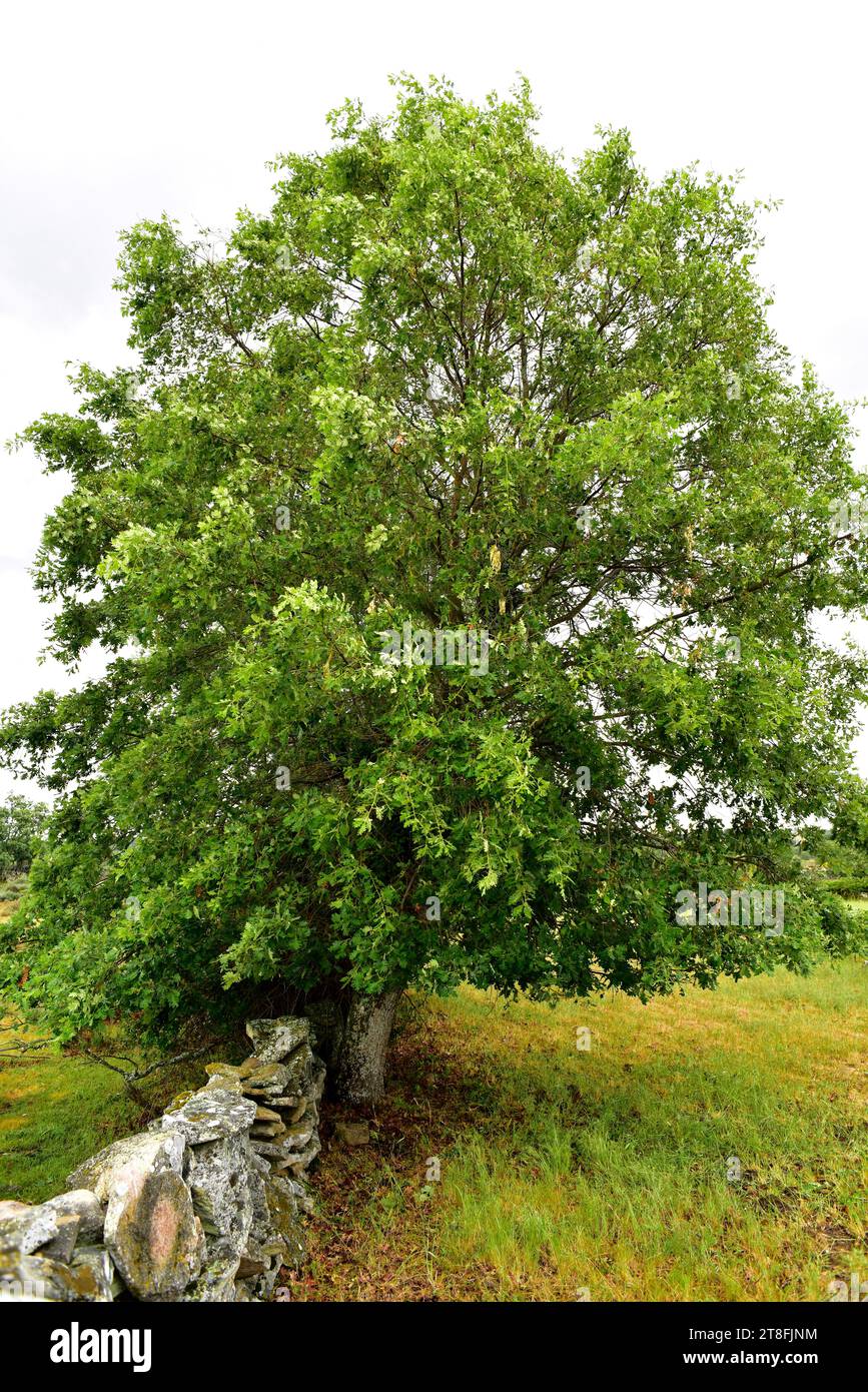Pyrenean oak (Quercus pyrenaica) is a deciduous tree native to western ...