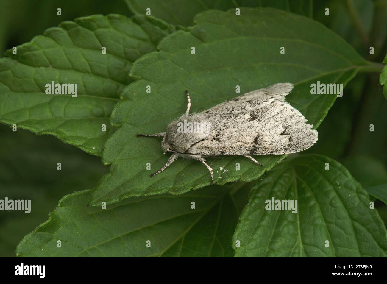 Natural closeup on the black and white colored miller owlet moth ...