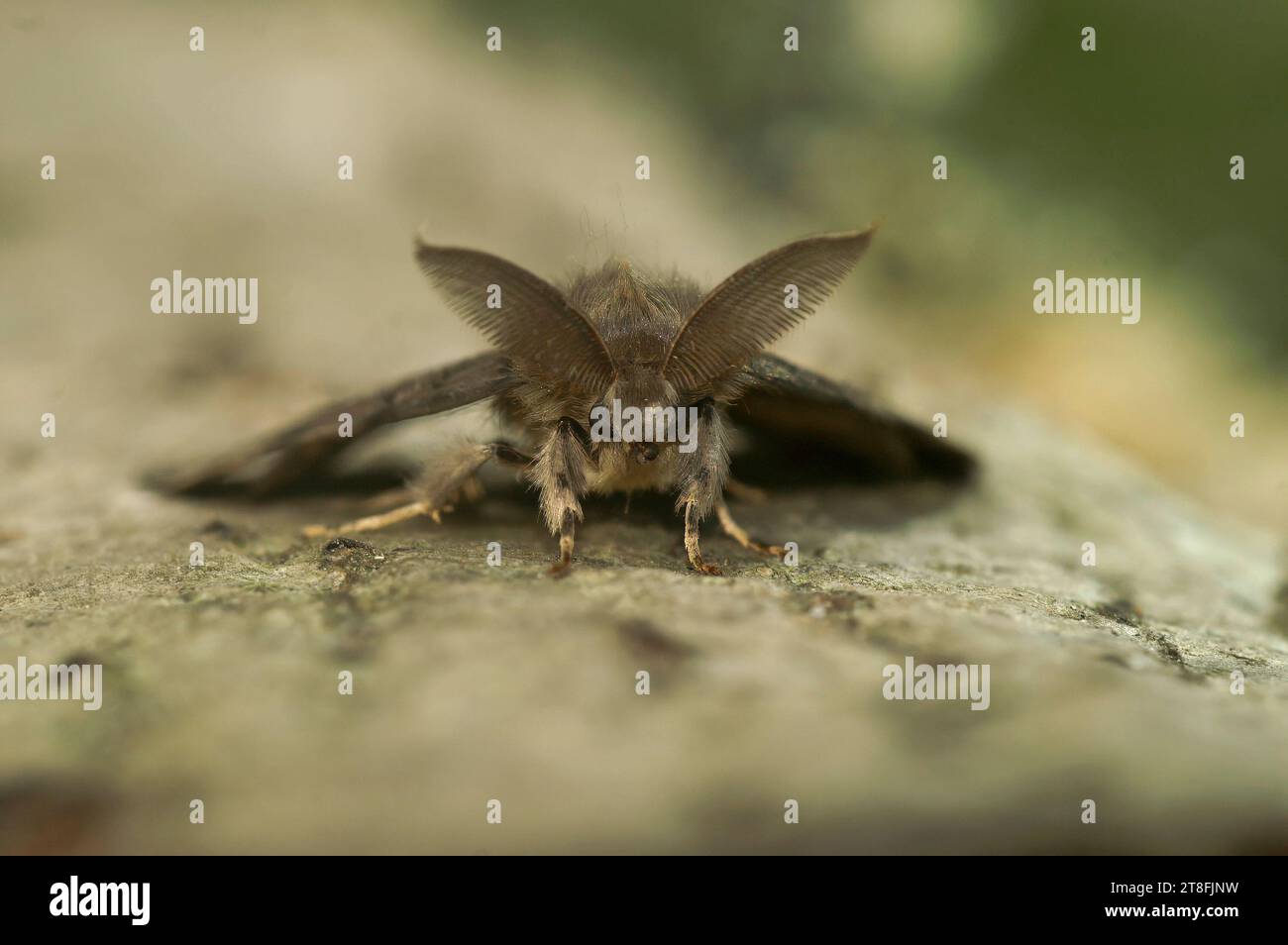 Natural closeup on a brown Gypsy moth, Lymantria dispar with it's ...